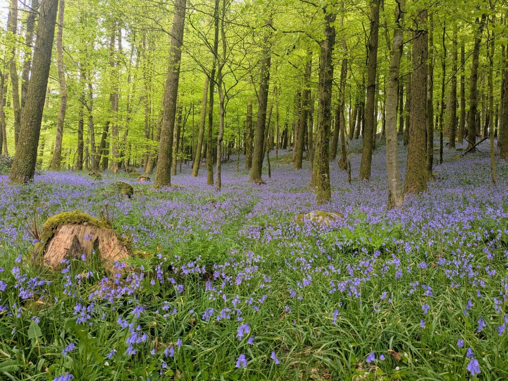 Bluebells, seedlings and a difficult decision | Finding Enough