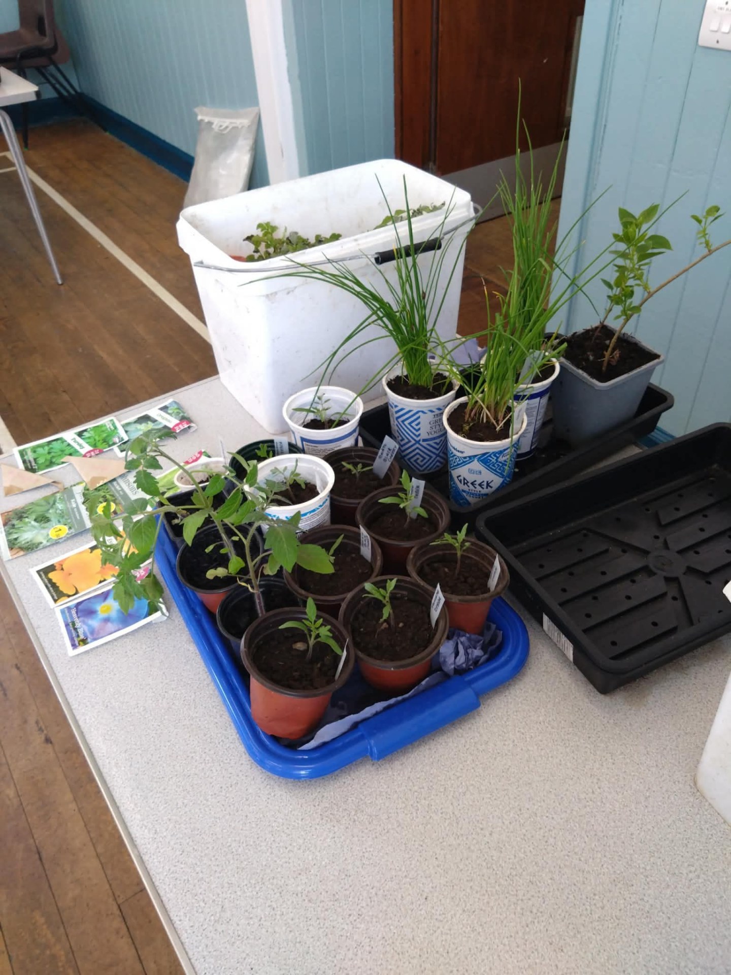 Bluebells, seedlings and a difficult decision | Finding Enough