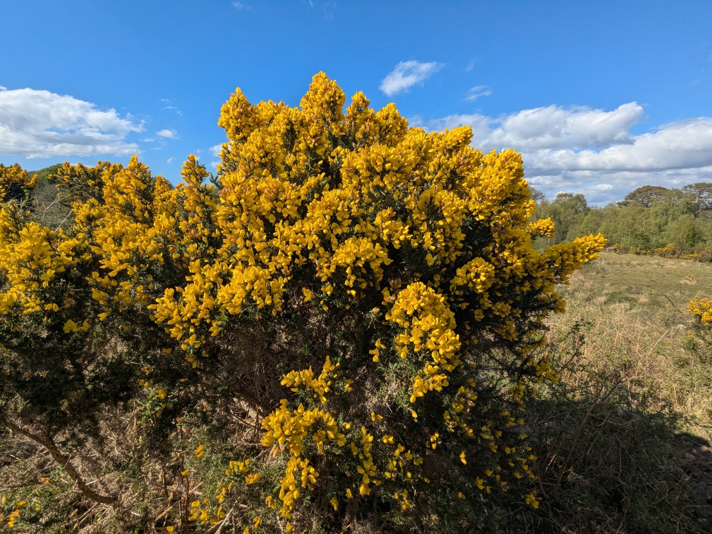 Visitors, bait hives and gorse flower ice cream | Finding Enough